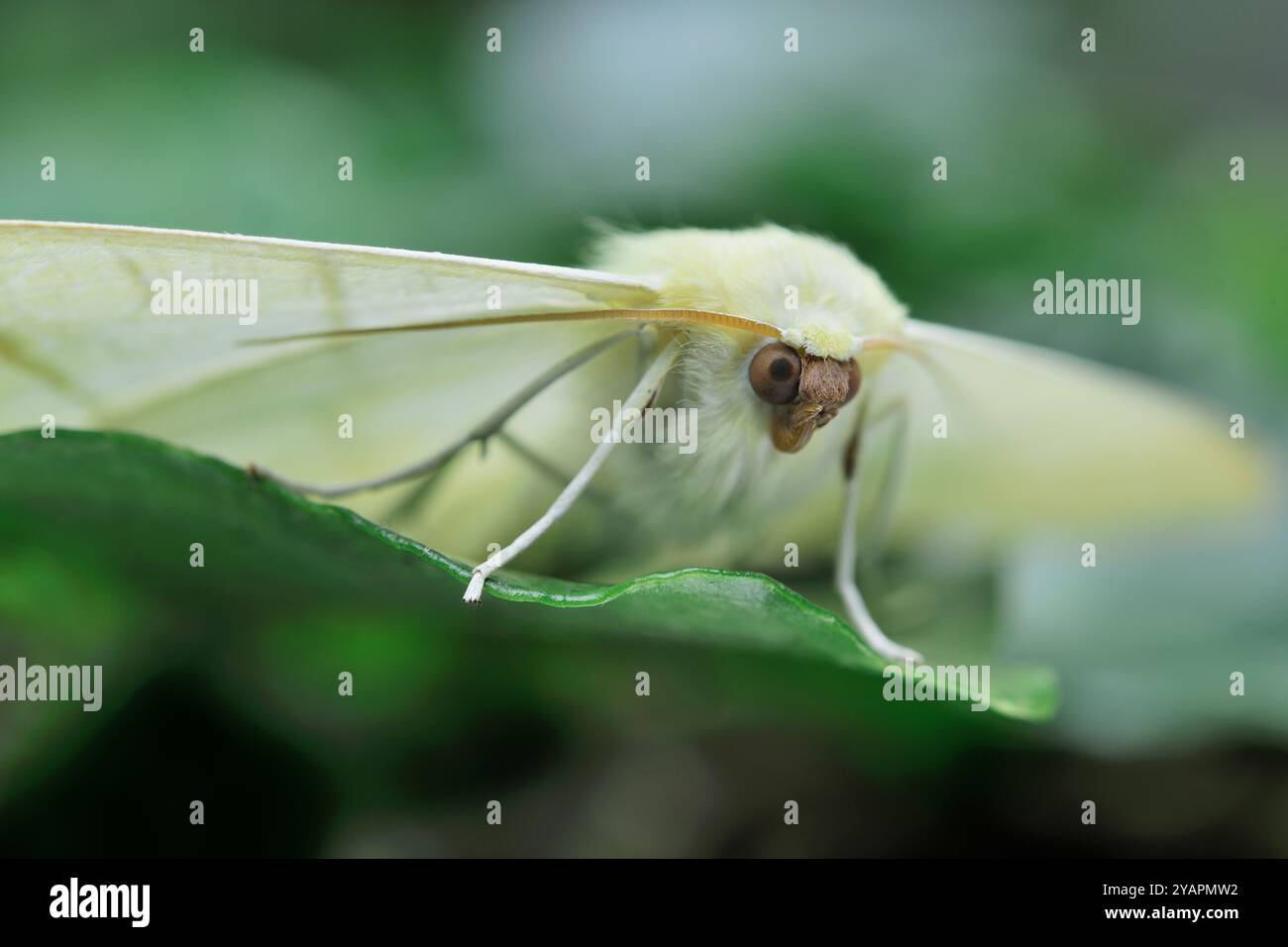 Swallow-tailed Moth (Ourapteryx sambucaria) resting on ivy leaves ...