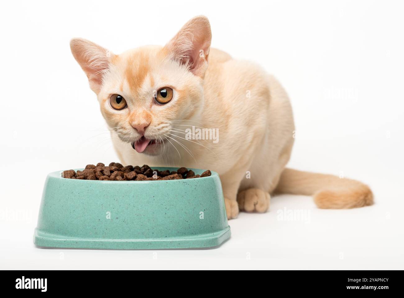 Burmese cat bowl hi-res stock photography and images - Alamy