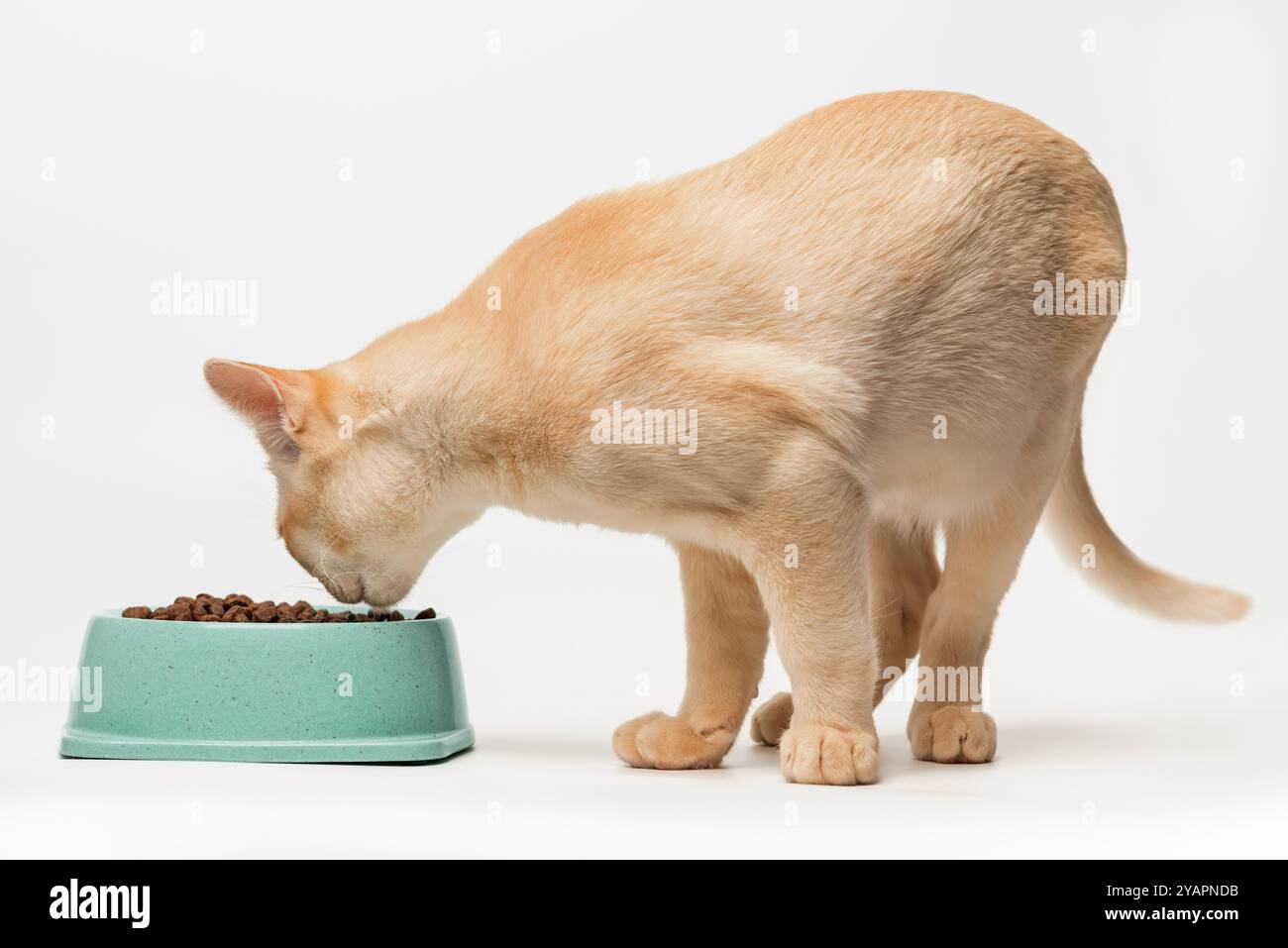 Kitten cream burmese eats dry food. Portrait of hungry kitten with food ...