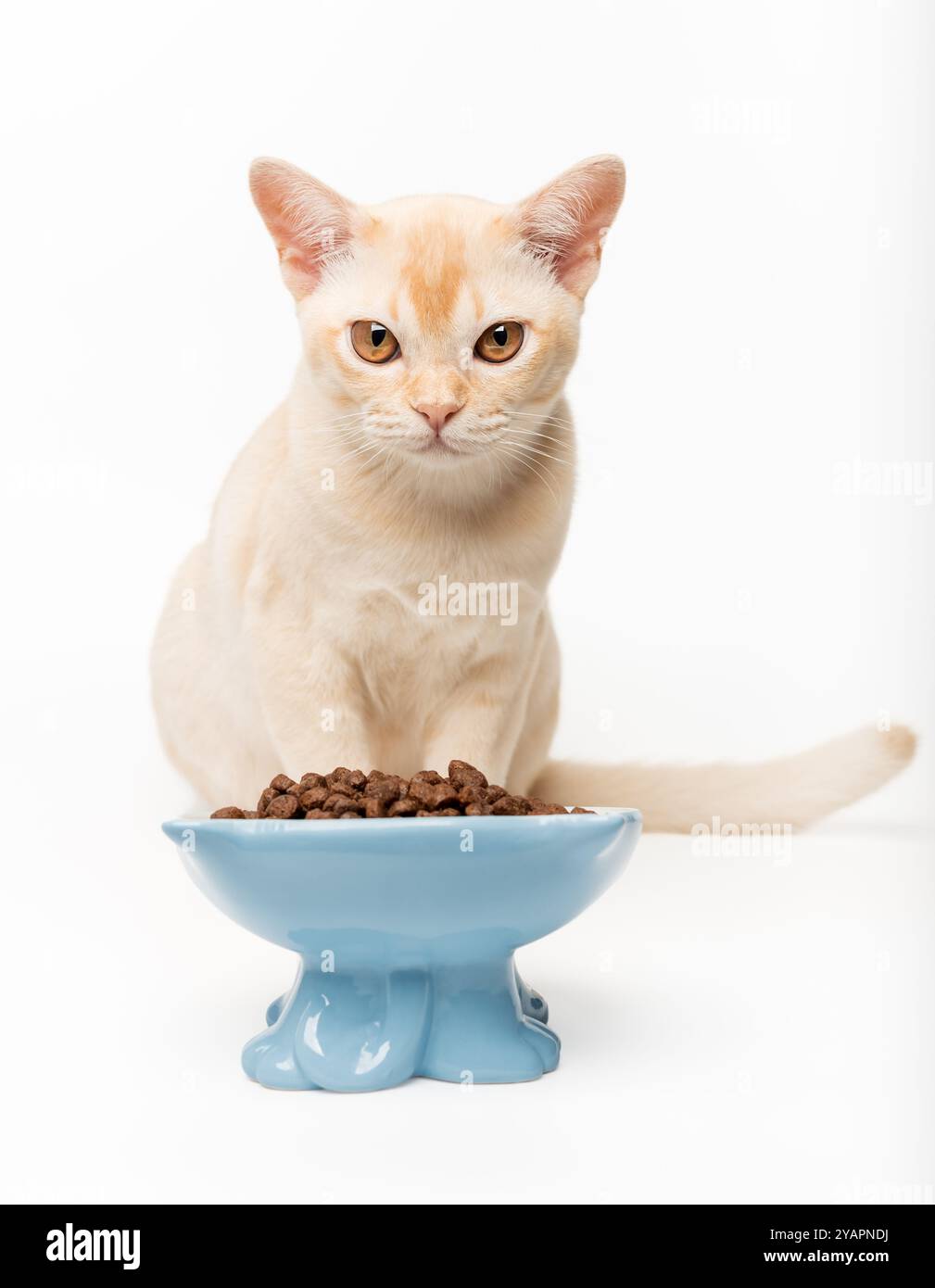 Kitten cream burmese eats dry food. Portrait of hungry kitten with food ...