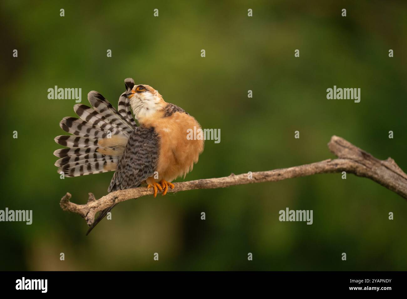 273423681 hi-res stock photography and images - Alamy