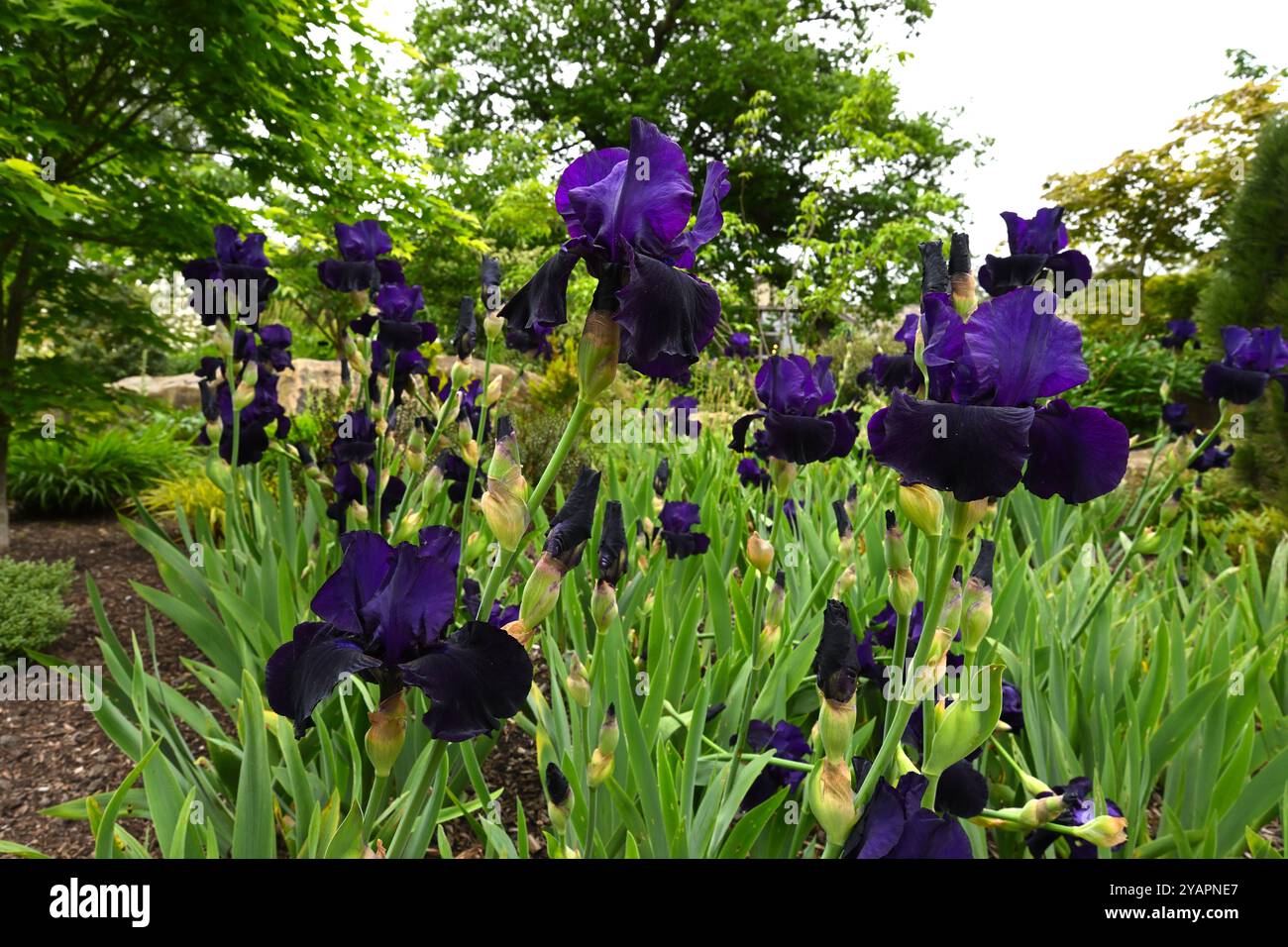 Deep purple early summer flowers of bearded iris growing in a border UK ...