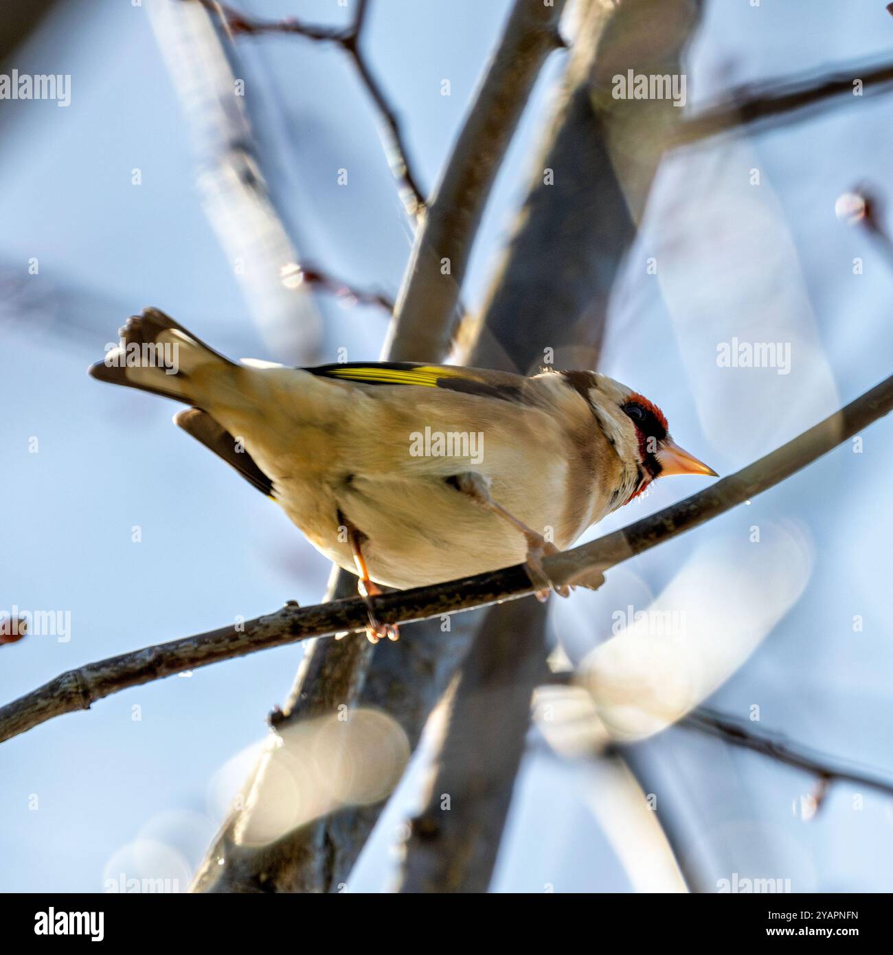 European goldfinch, recognized by its red face and vibrant plumage ...