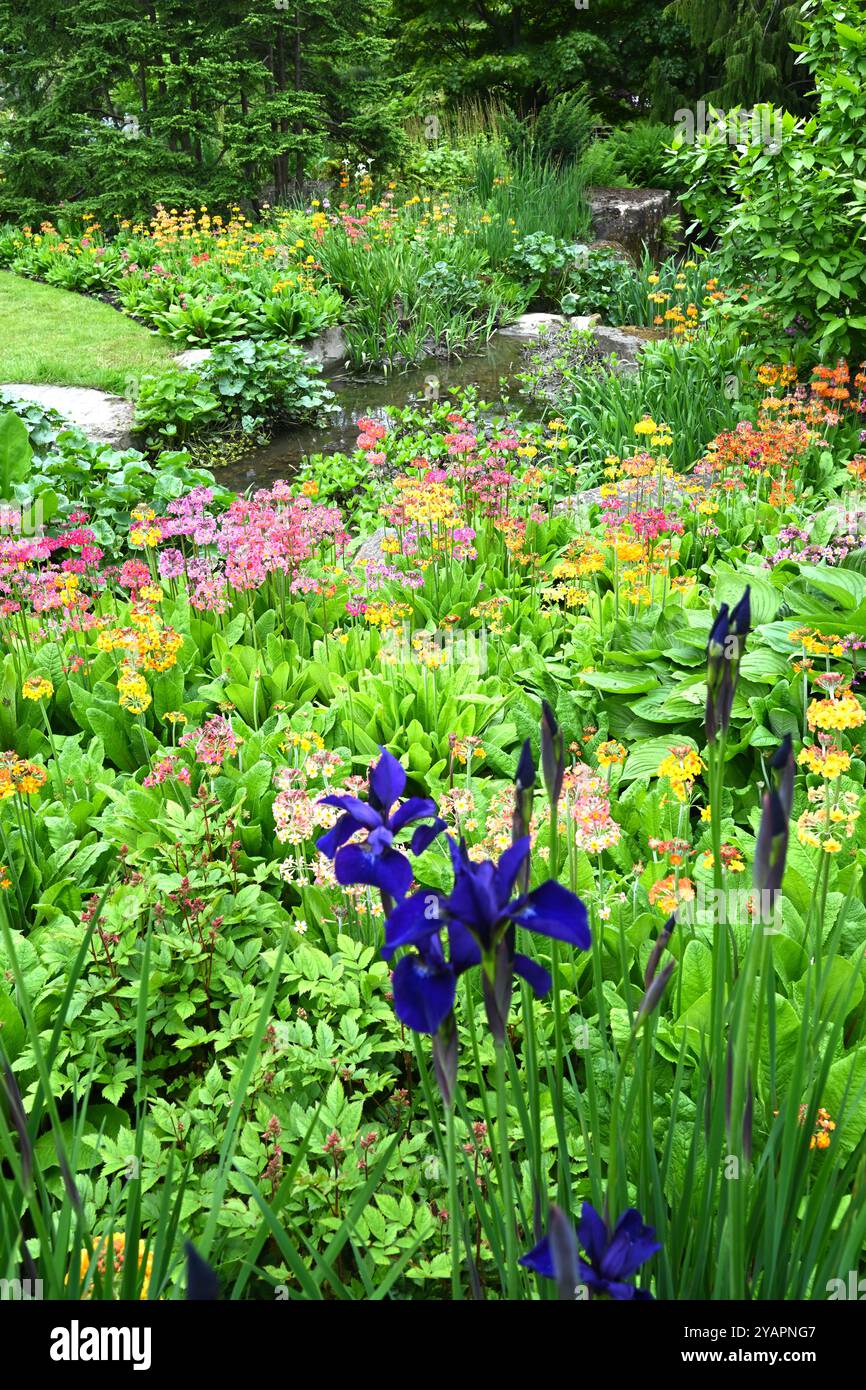 Flowers hostas hi-res stock photography and images - Alamy