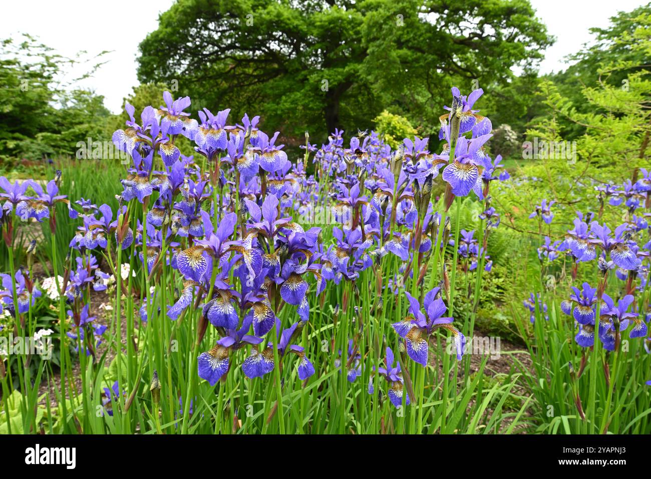 Iris garden display hi-res stock photography and images - Alamy
