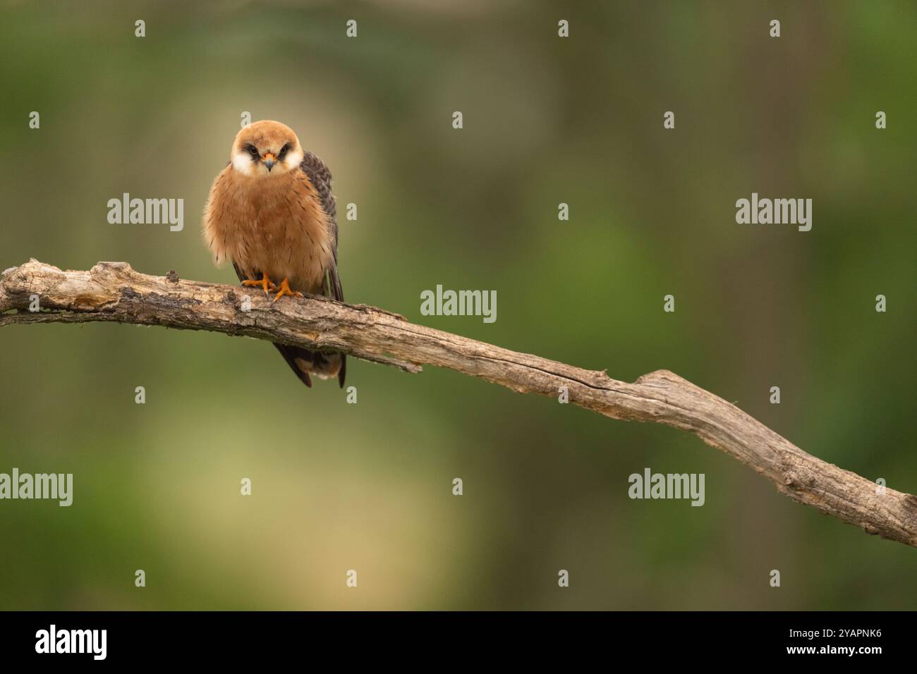 Red-footed falcon (Falco vespertinus), femaleView. Western red-footed ...