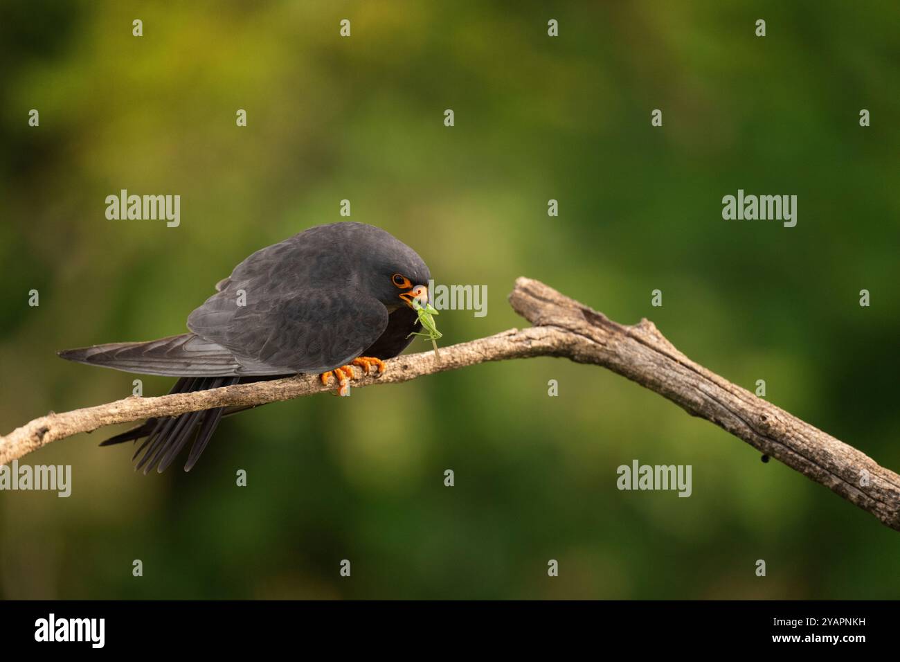 Maleview hi-res stock photography and images - Alamy
