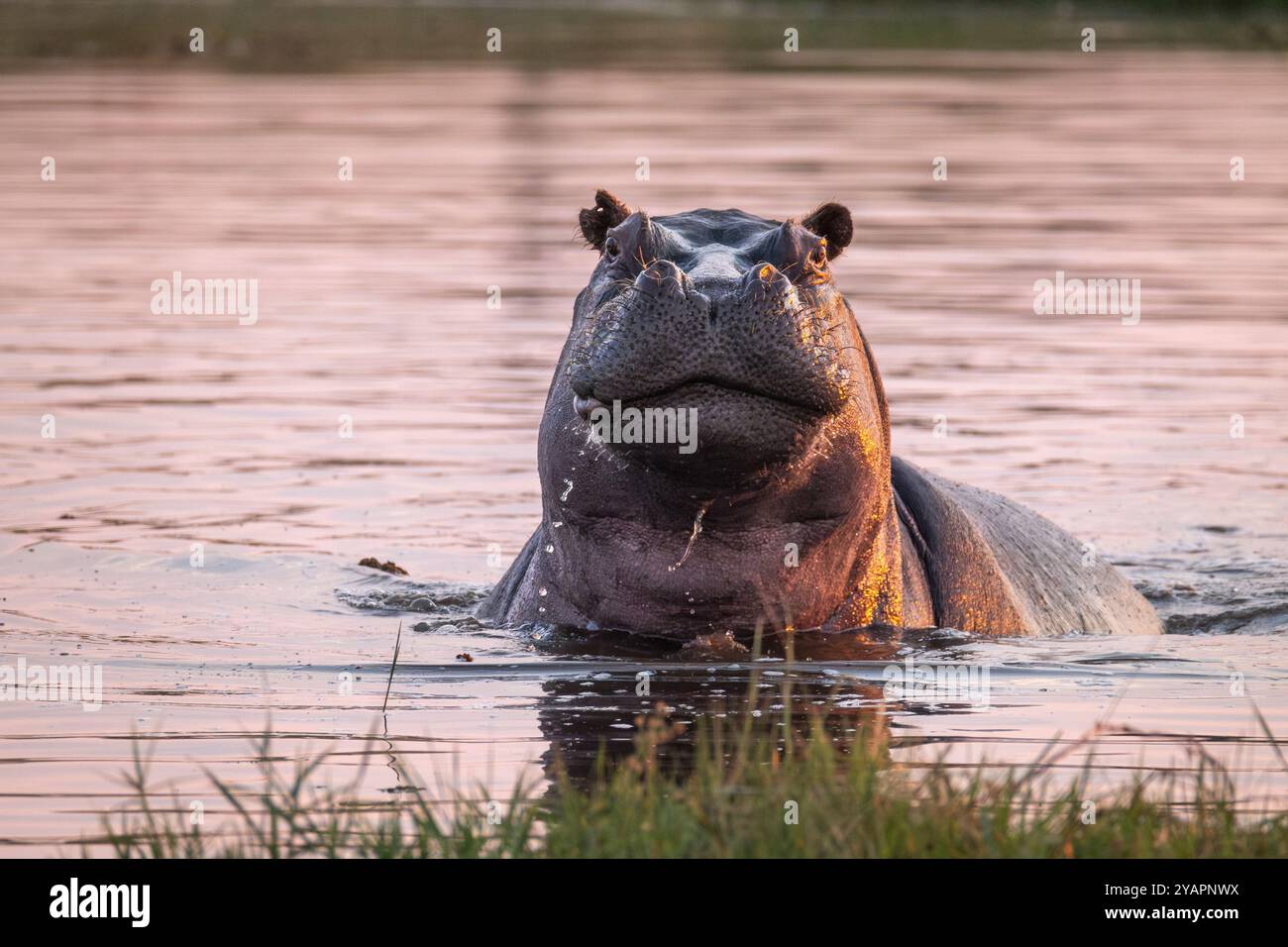 Hippopotamus, Hippopotamus amphibius, portrait of an adult hippo ...