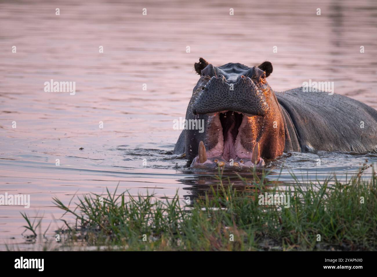 Hippopotamus mouth open, Hippopotamus amphibius, portrait of an adult ...