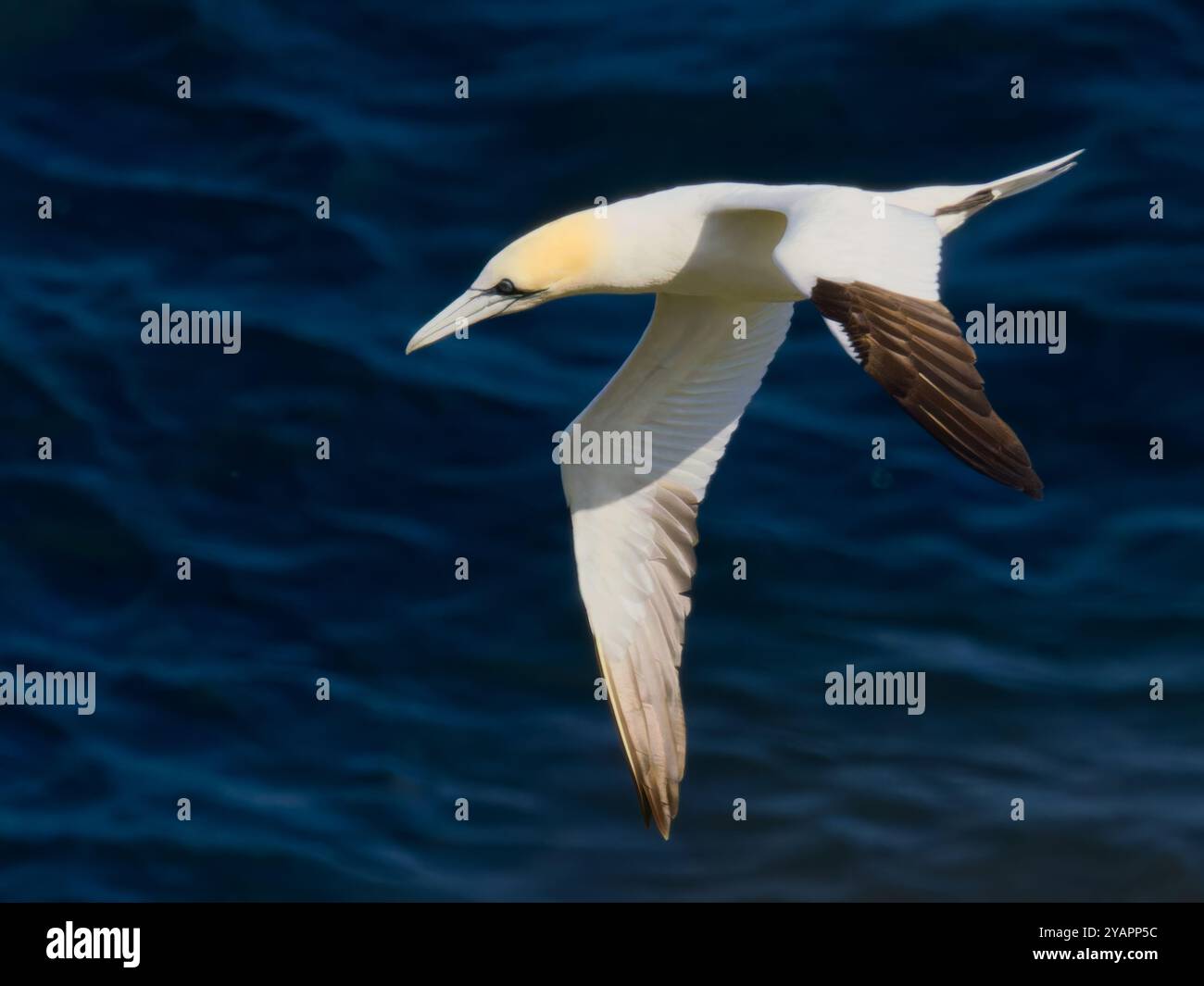 Northern Gannet (Morus bassanus). Single bird in flight. RSPB Troup ...
