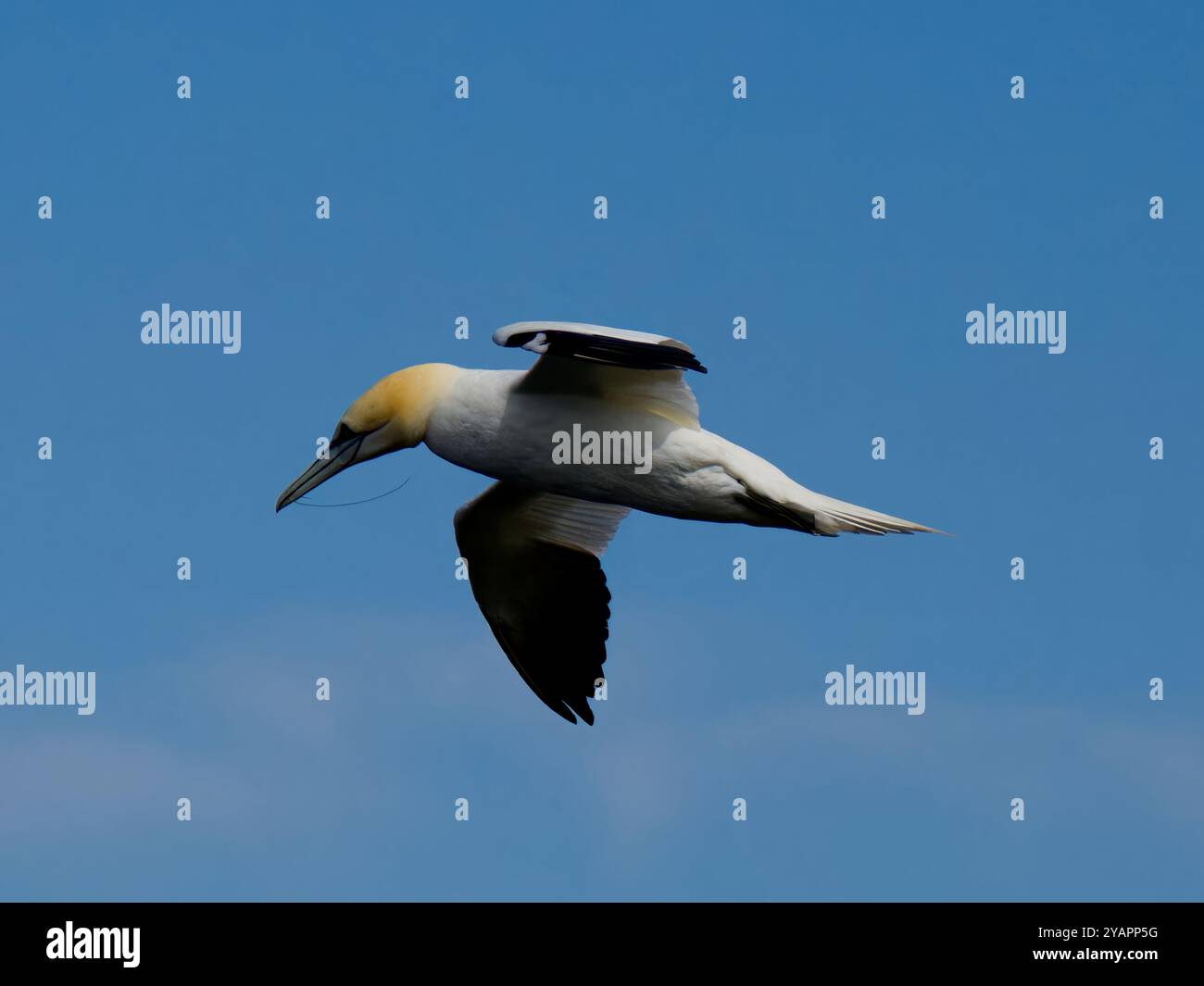 Northern Gannet (Morus bassanus). Single bird in flight. RSPB Troup ...