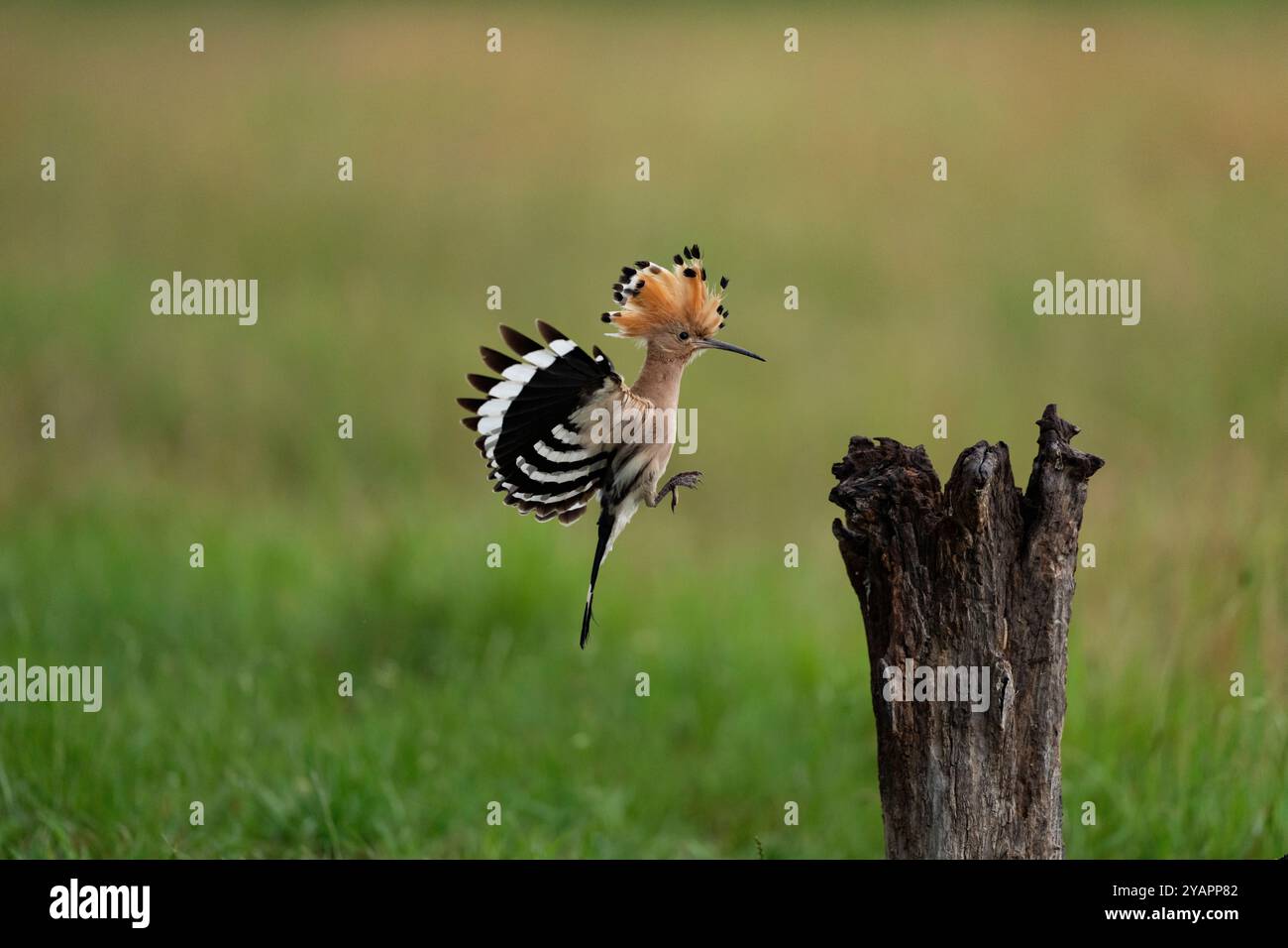 Upopa epics hi-res stock photography and images - Alamy