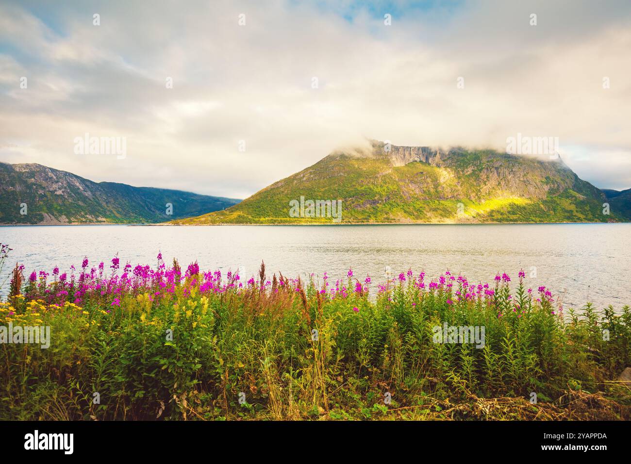 Flowers on the fjord shore. Mountain landscape. Beautiful wild nature ...