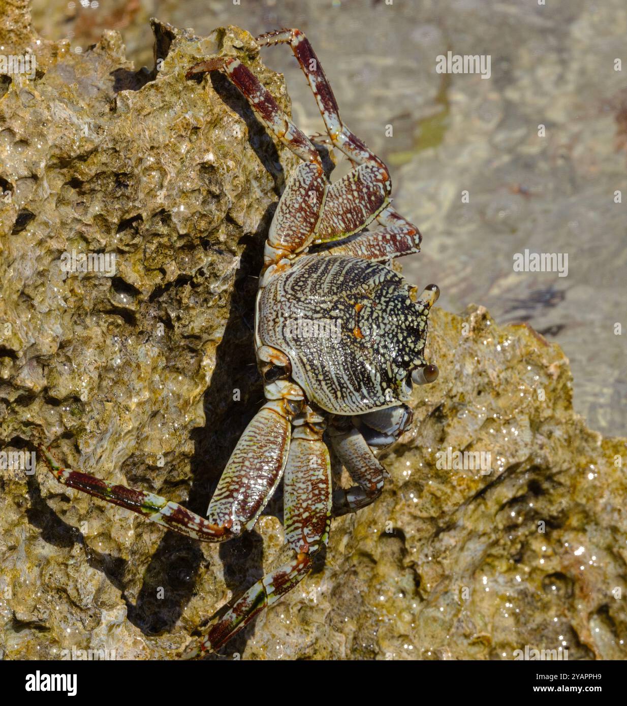Very common on rocky shorelines around the Indo-Pacific, the Red Shore ...