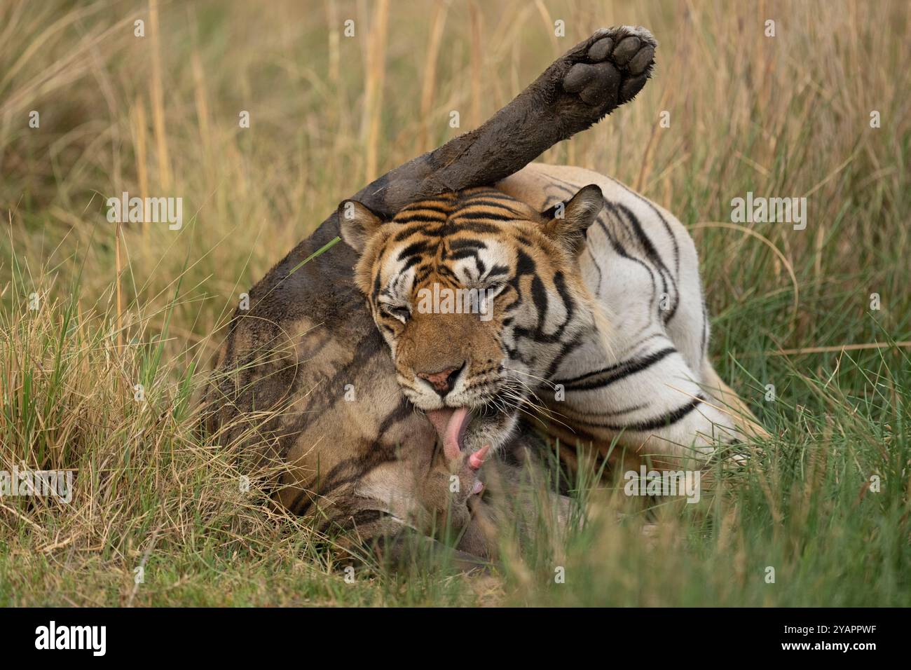 Tiger (Panthera tigris), male licking genitals. Panthera tigris Linné ...