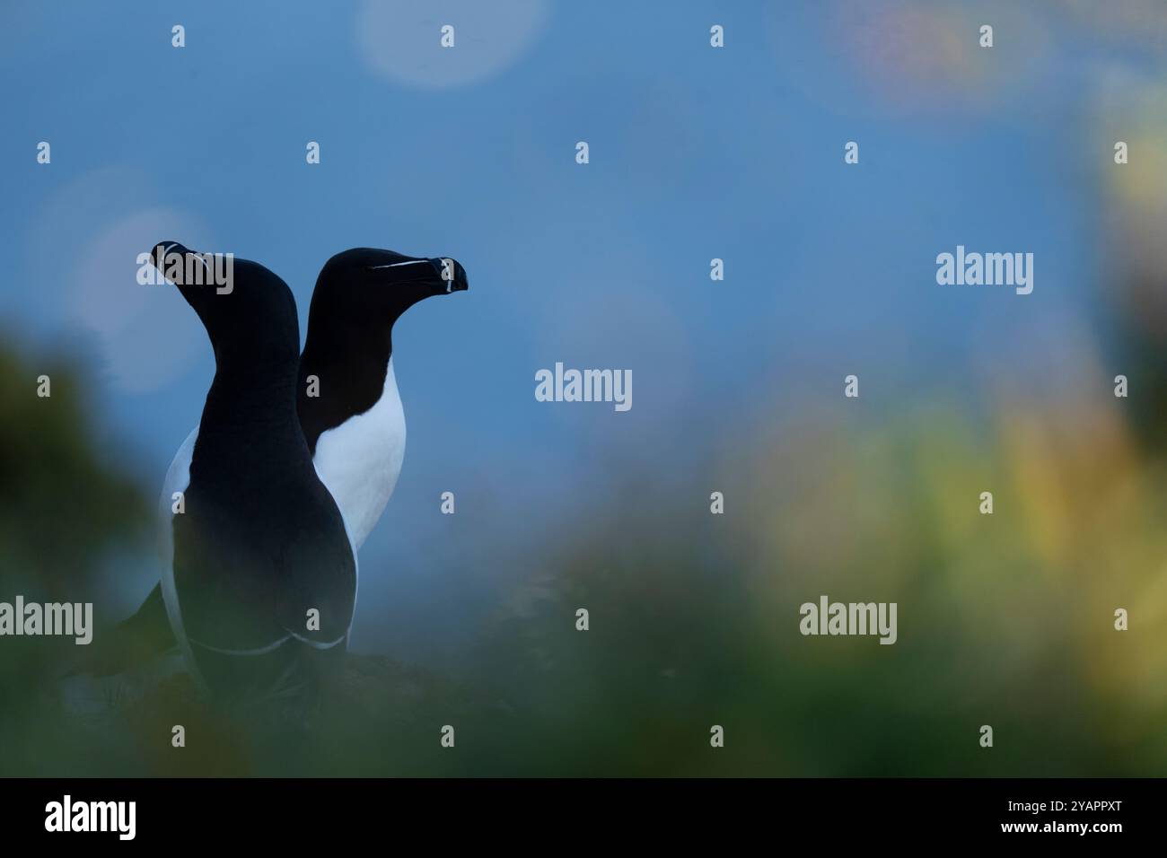 273423616 hi-res stock photography and images - Alamy