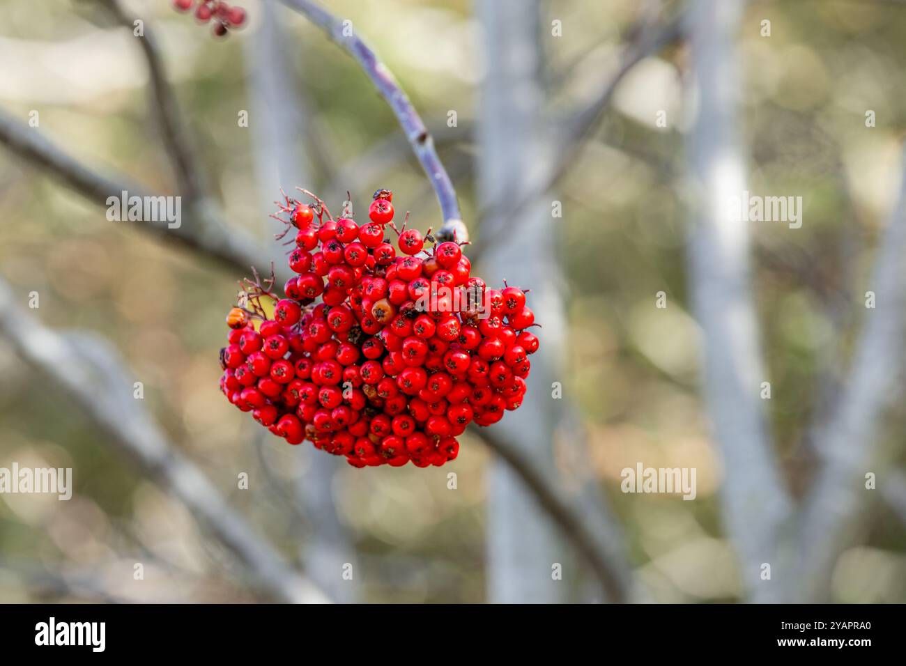 A bunch of rowan berries (Sorbus aucuparia) on a tree with bare ...