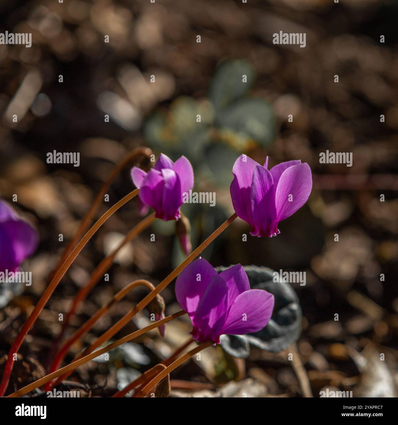 Outdoor hardy cyclamen flowers Stock Photo - Alamy