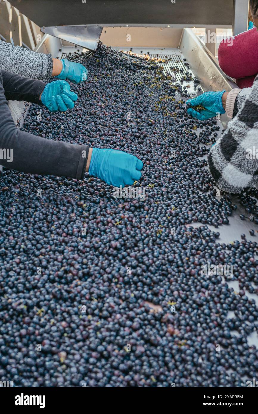 Winemakers gloved hands sorting grapes in vineyard on a conveyor belt ...