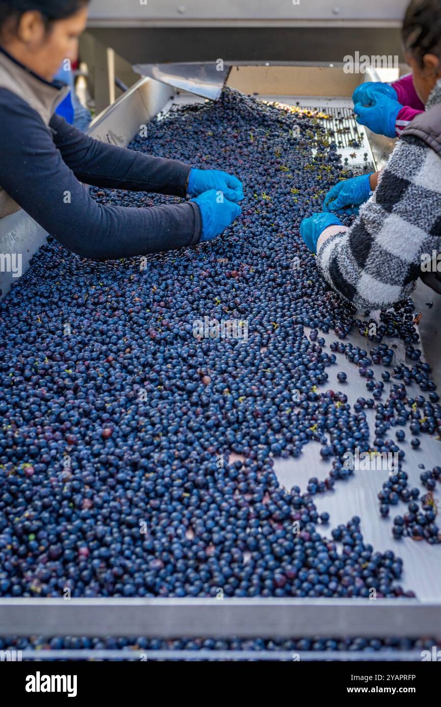 Workers sorting grapes by hand on a conveyor during winemaking process ...