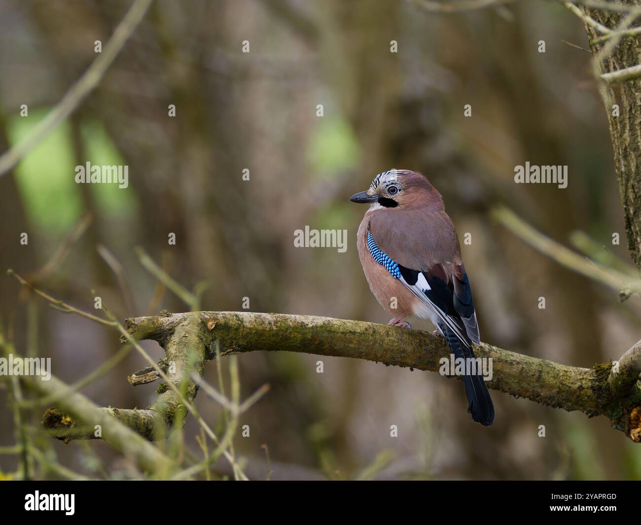 Eurasian jay flying hi-res stock photography and images - Alamy