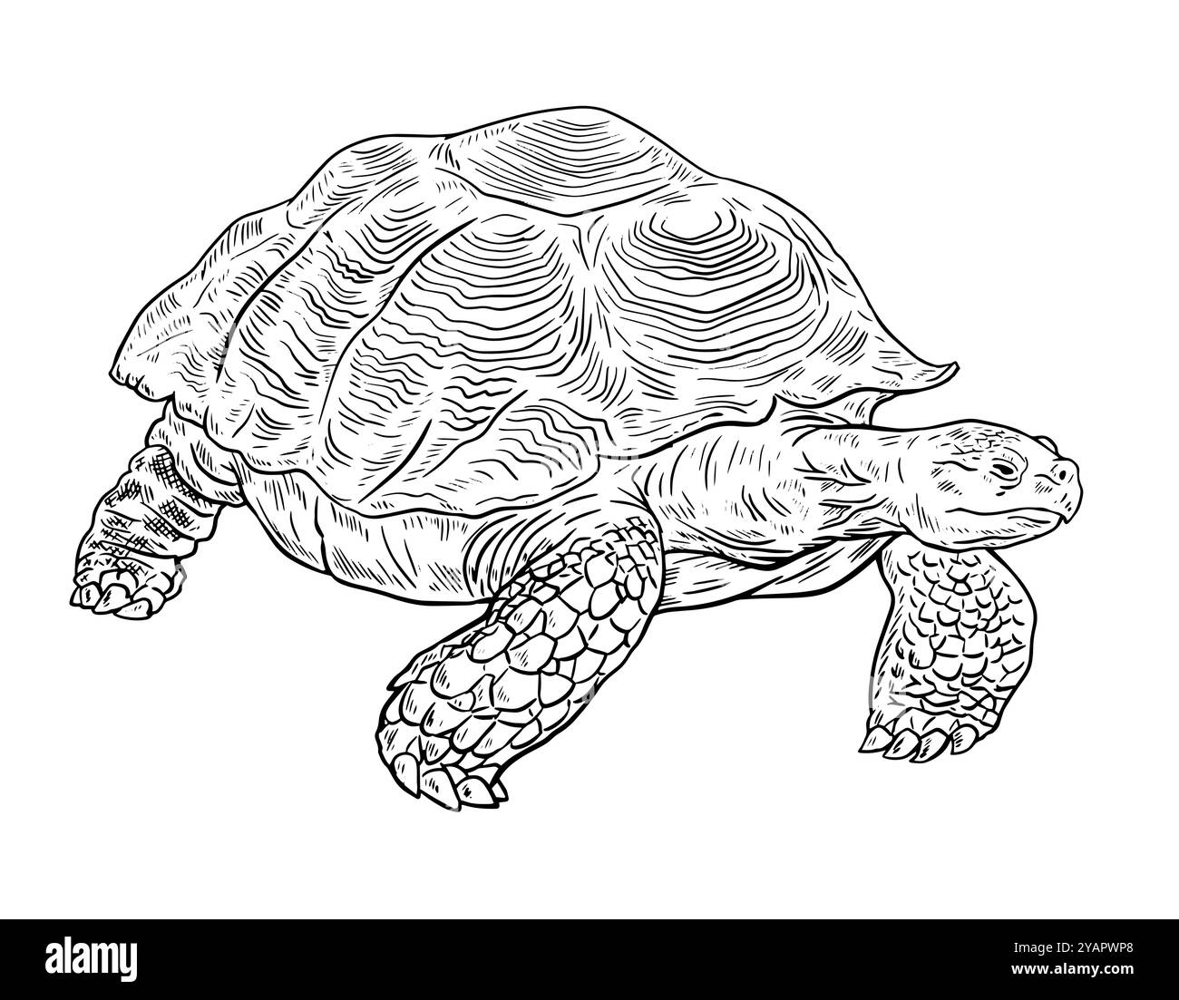 Big turtle. Reptile with armor. Wildlife animal. Vector black and white ...