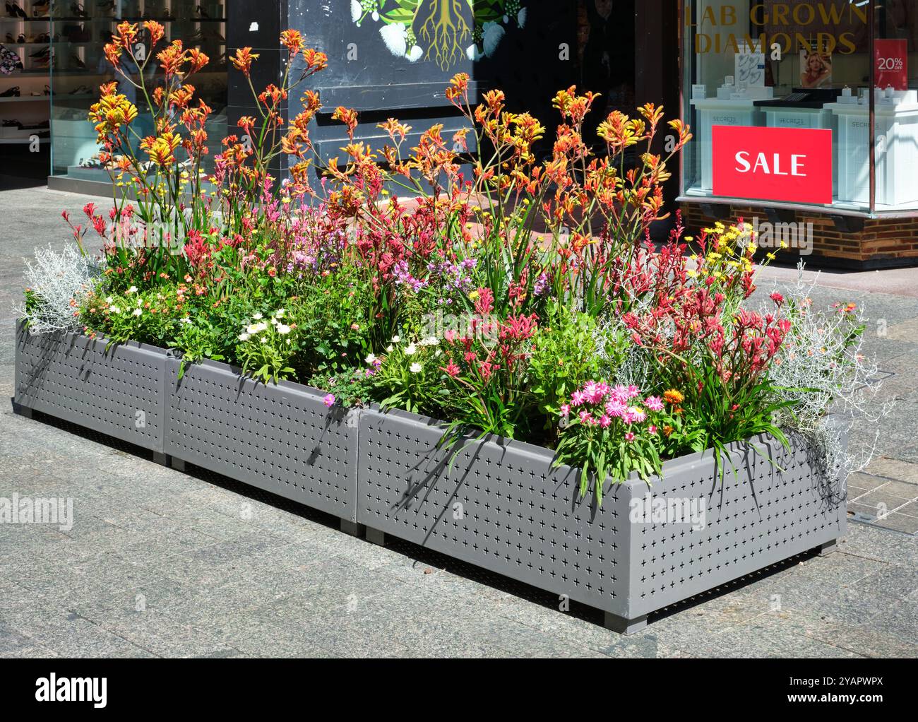 A planter box display of West Australian native wildflowers including ...
