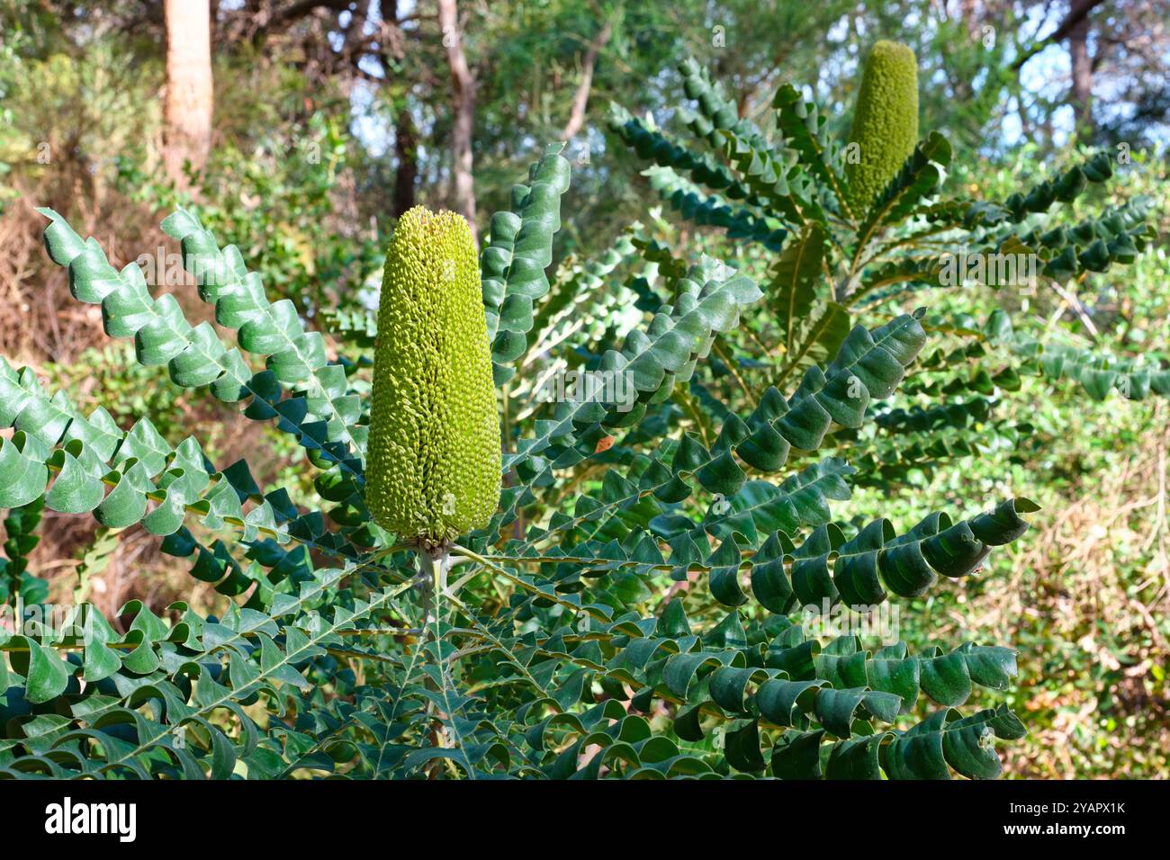 Spike bull hi-res stock photography and images - Alamy