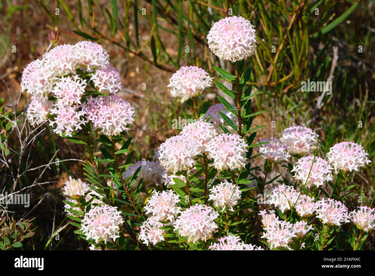 Bristly Pimelea, Pimelea hispida, a native shrub flowering and growing ...