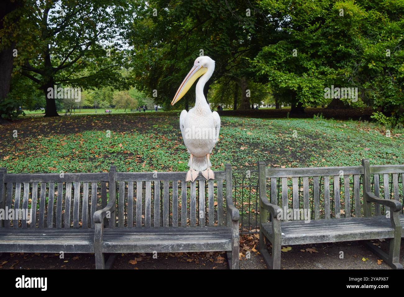 London, UK. 15th October 2024. A pelican rests on a bench in St James's ...