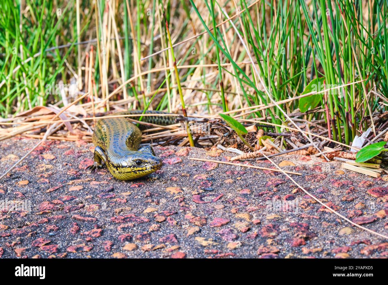 Western mourning skink hi-res stock photography and images - Alamy