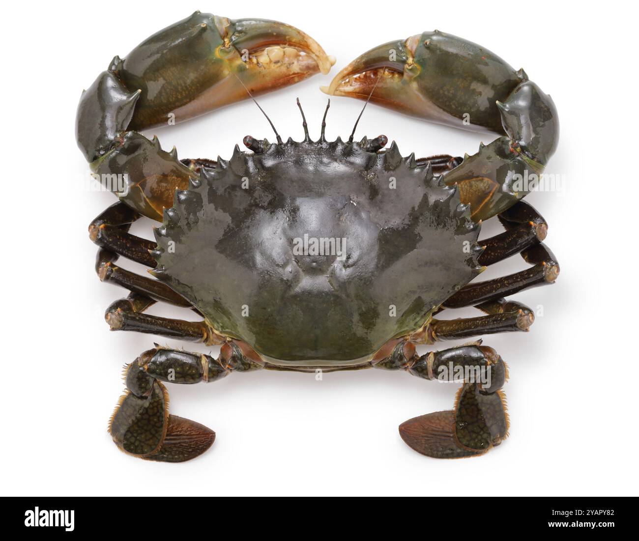 Green mud crab (called Domangani in Japan) isolated on white background ...