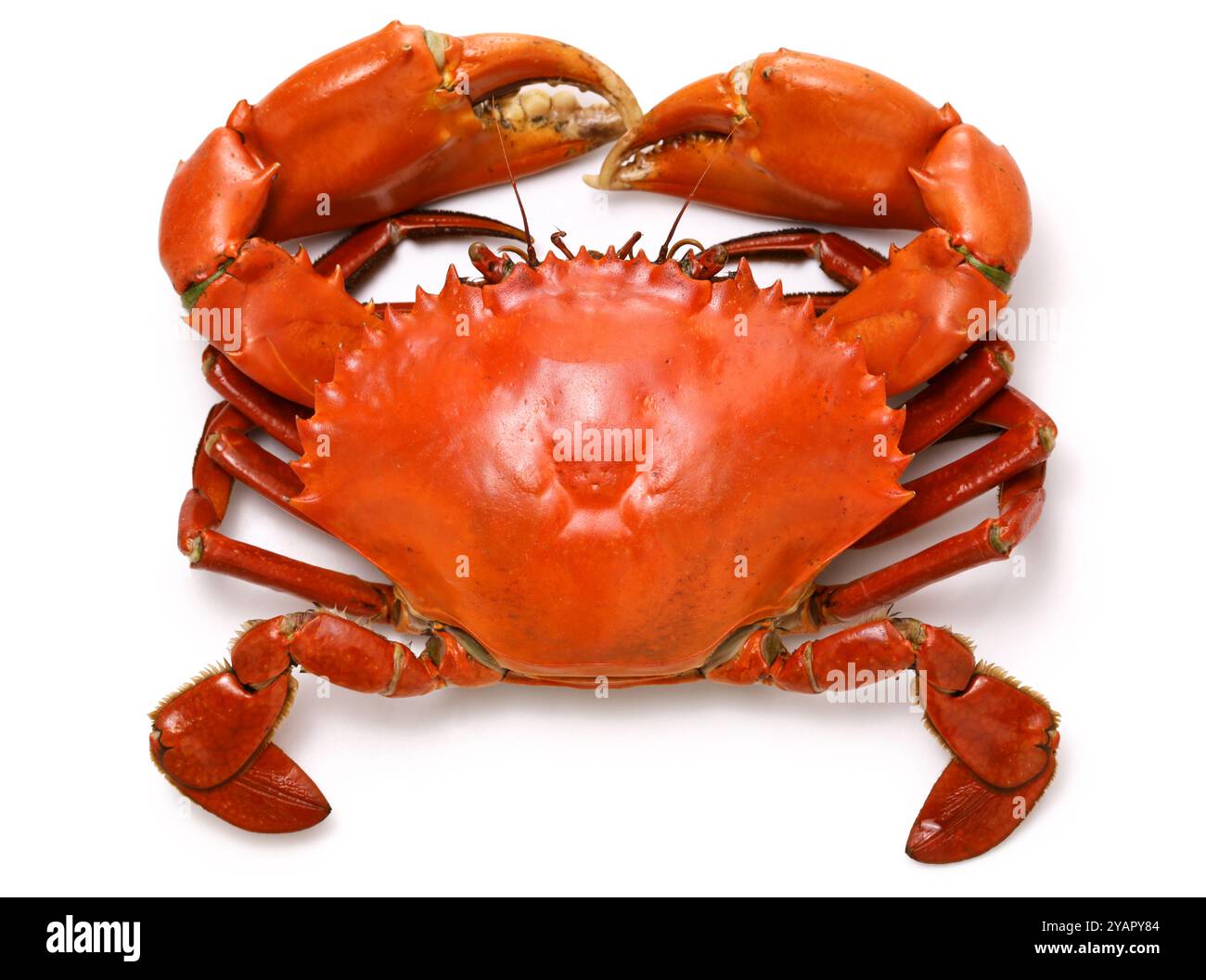 Boiled Green mud crab (called Domangani in Japan) isolated on white ...