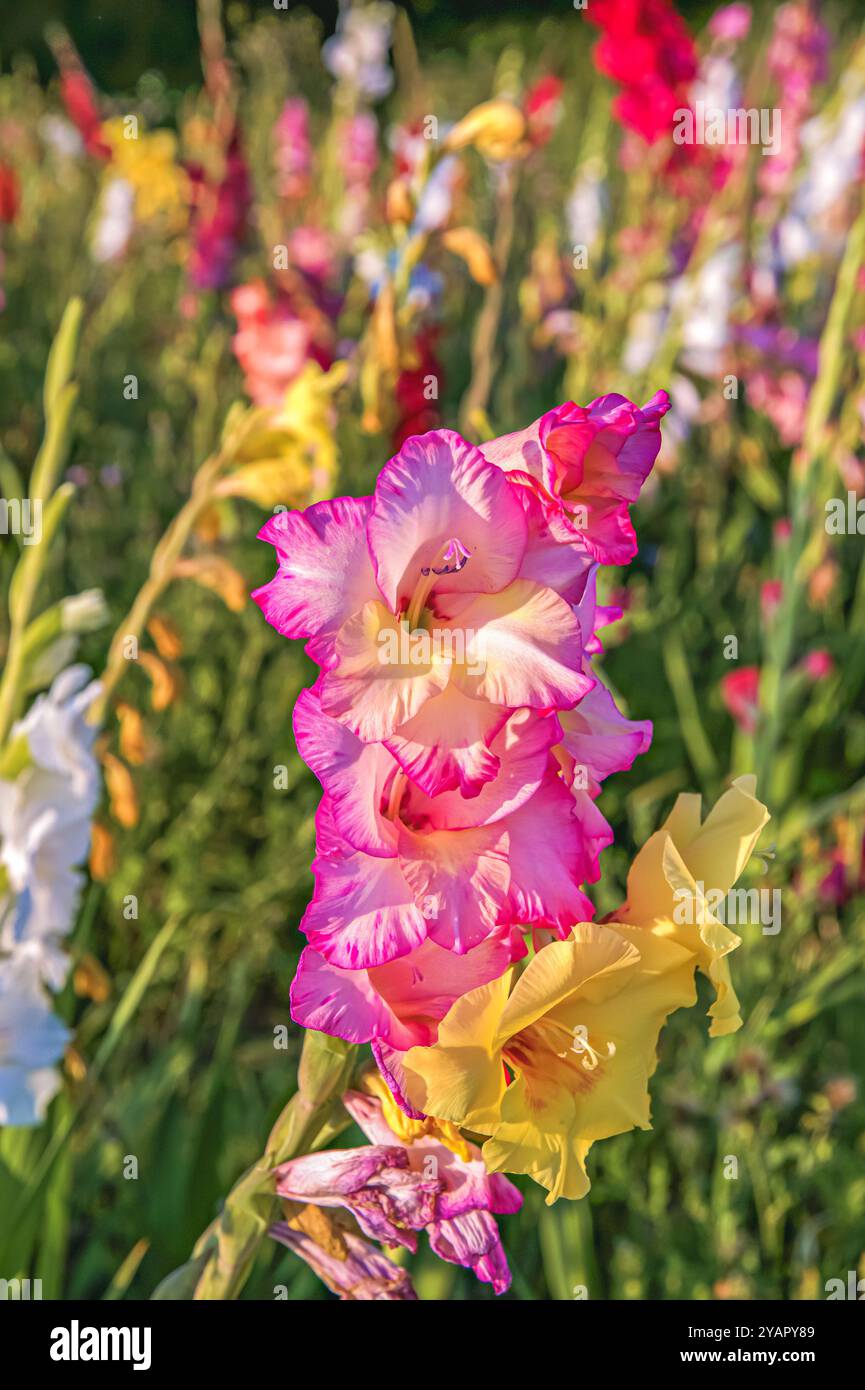 Gladioli field hi-res stock photography and images - Alamy