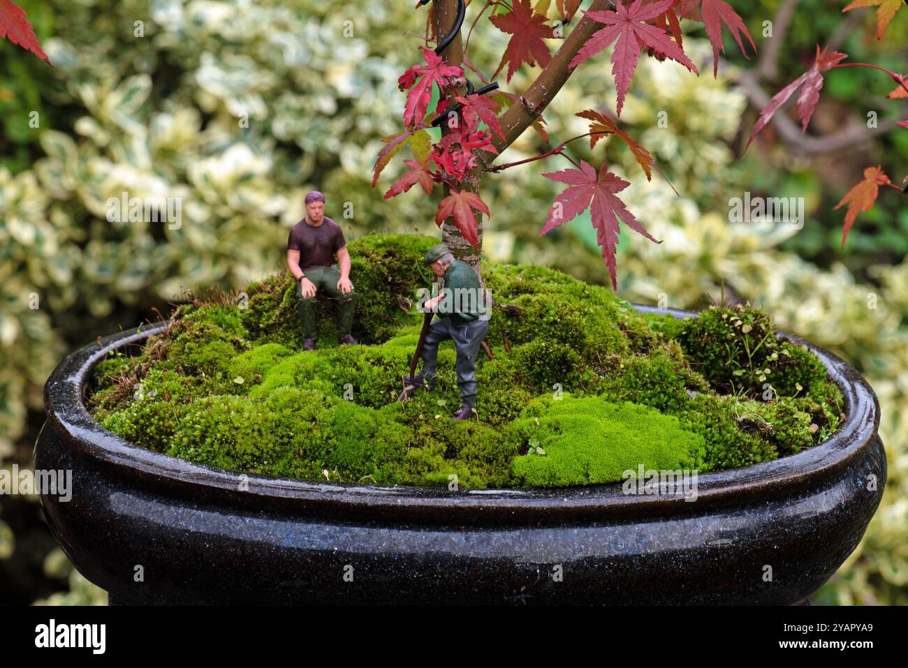 Wired bonsai tree hi-res stock photography and images - Alamy
