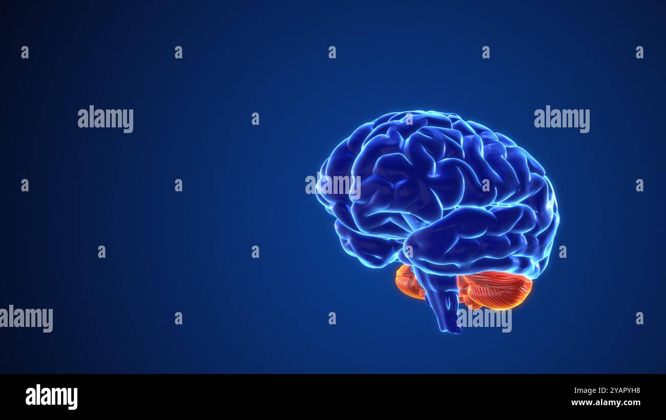 The mental operations of the brain animated 3D Stock Photo - Alamy