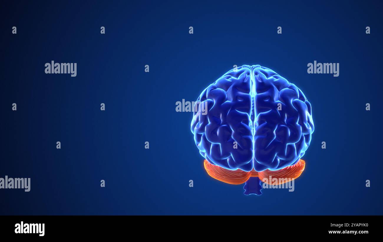 The mental operations of the brain animated 3D Stock Photo - Alamy