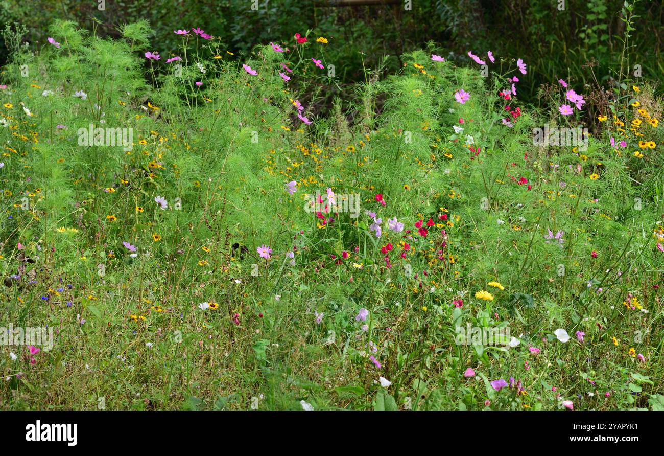 Late summer wildflowers at Paignton Zoo, South Devon Stock Photo - Alamy