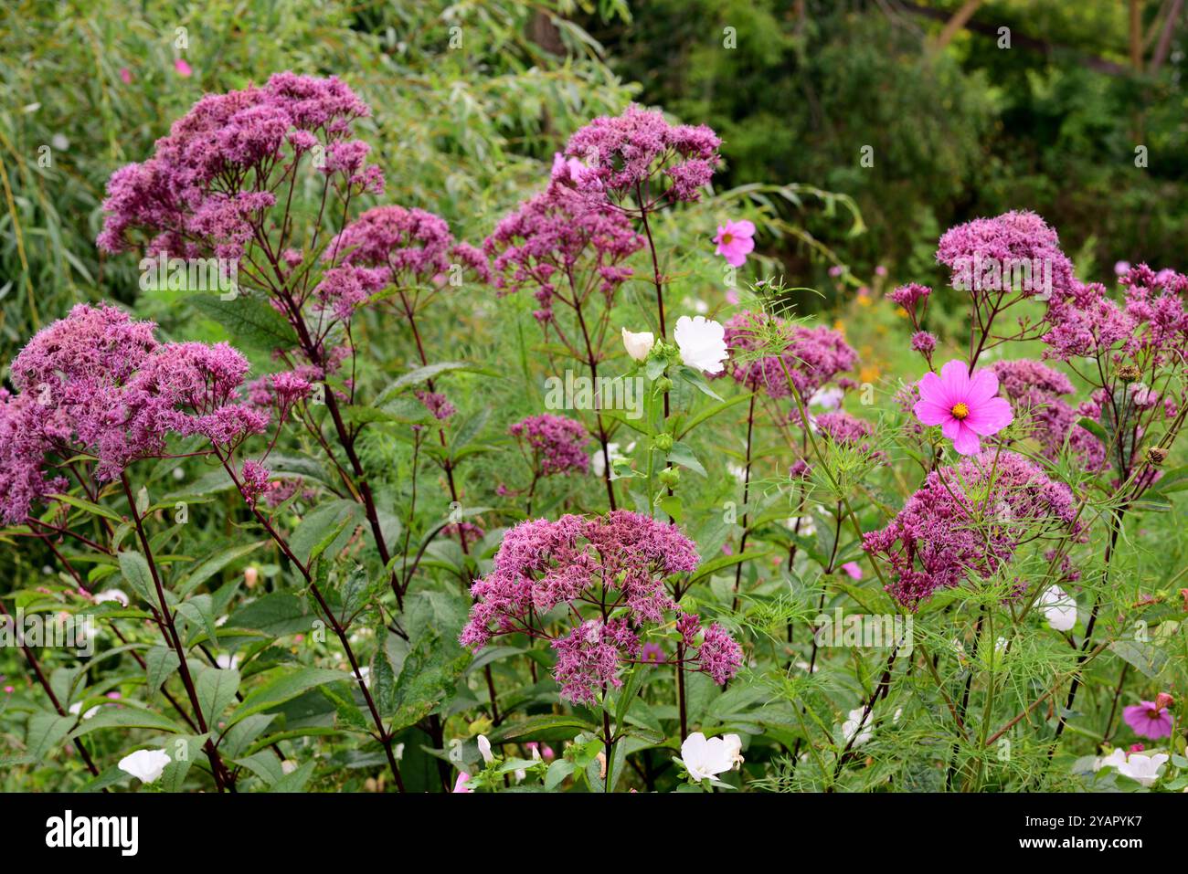 Late summer wildflowers at Paignton Zoo, South Devon Stock Photo - Alamy