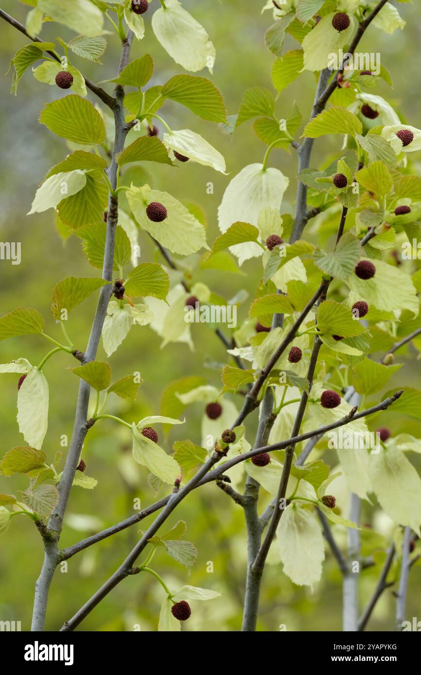 Davidia involucrata dove tree handkerchief tree hi-res stock ...