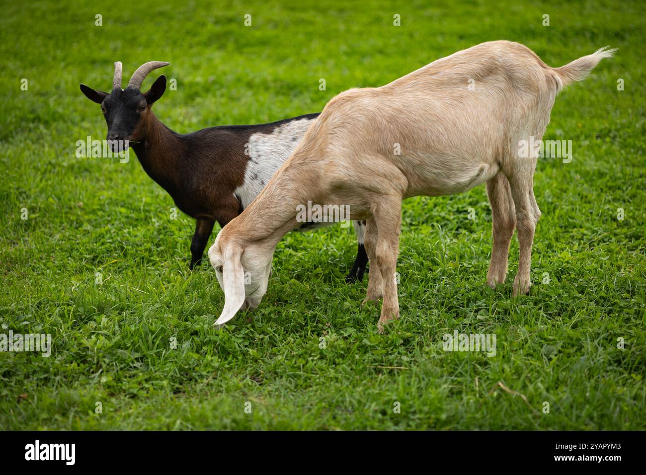 Two goats grazing on a lush green field on a peaceful day. Concept of ...