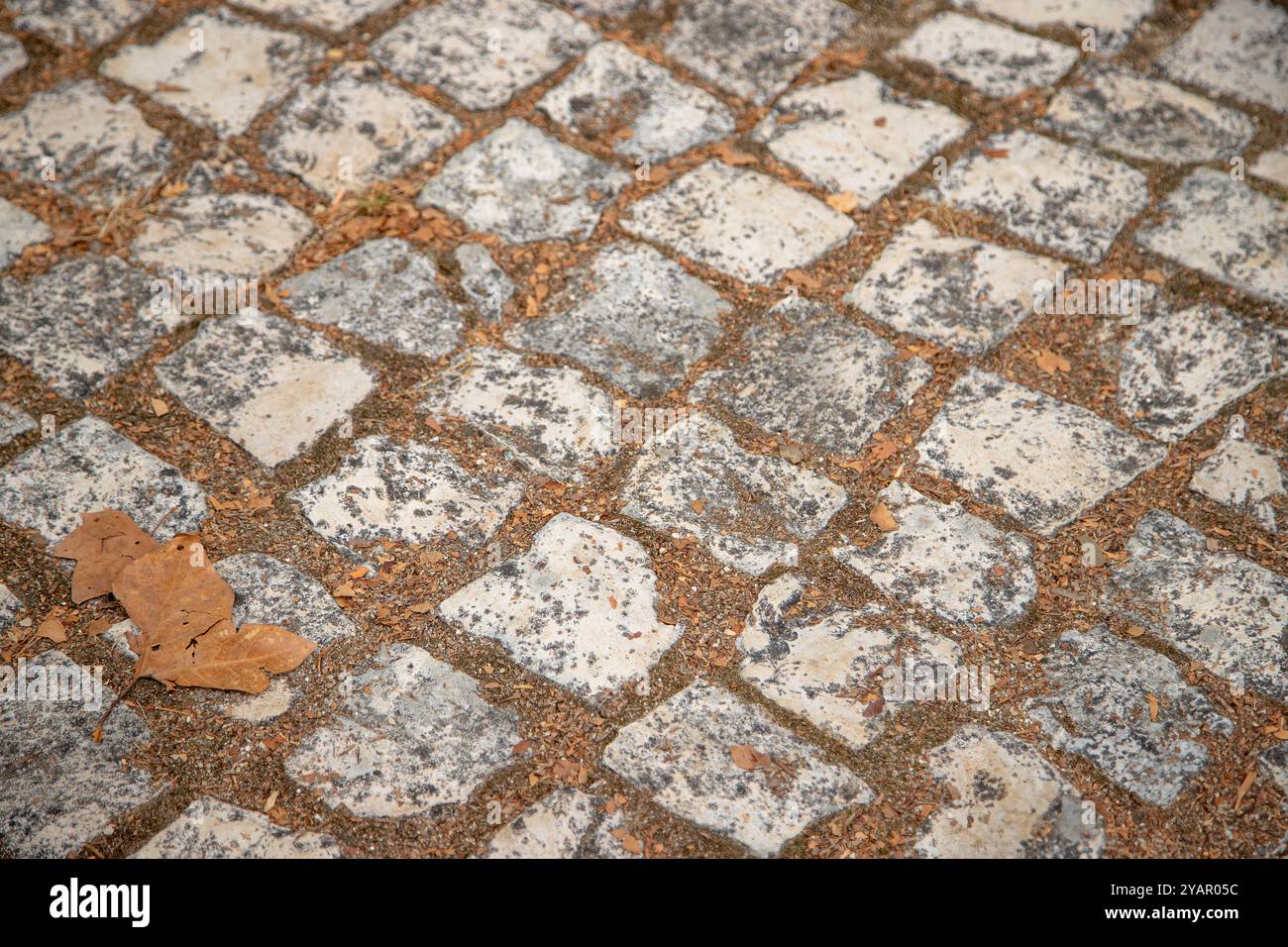 Detail of a worn cobblestone pavement with dry leaves scattered on top ...