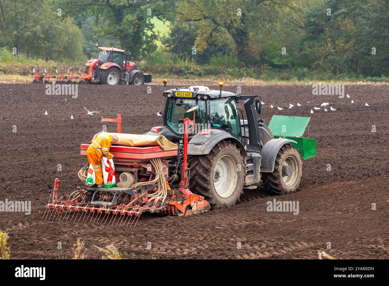 Farmer filling seed drill on a tractor ready to sow a field with winter ...