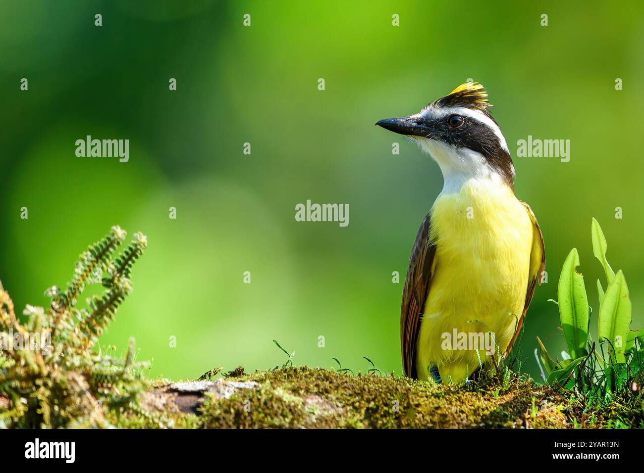 Side view great kiskadee perching hi-res stock photography and images ...