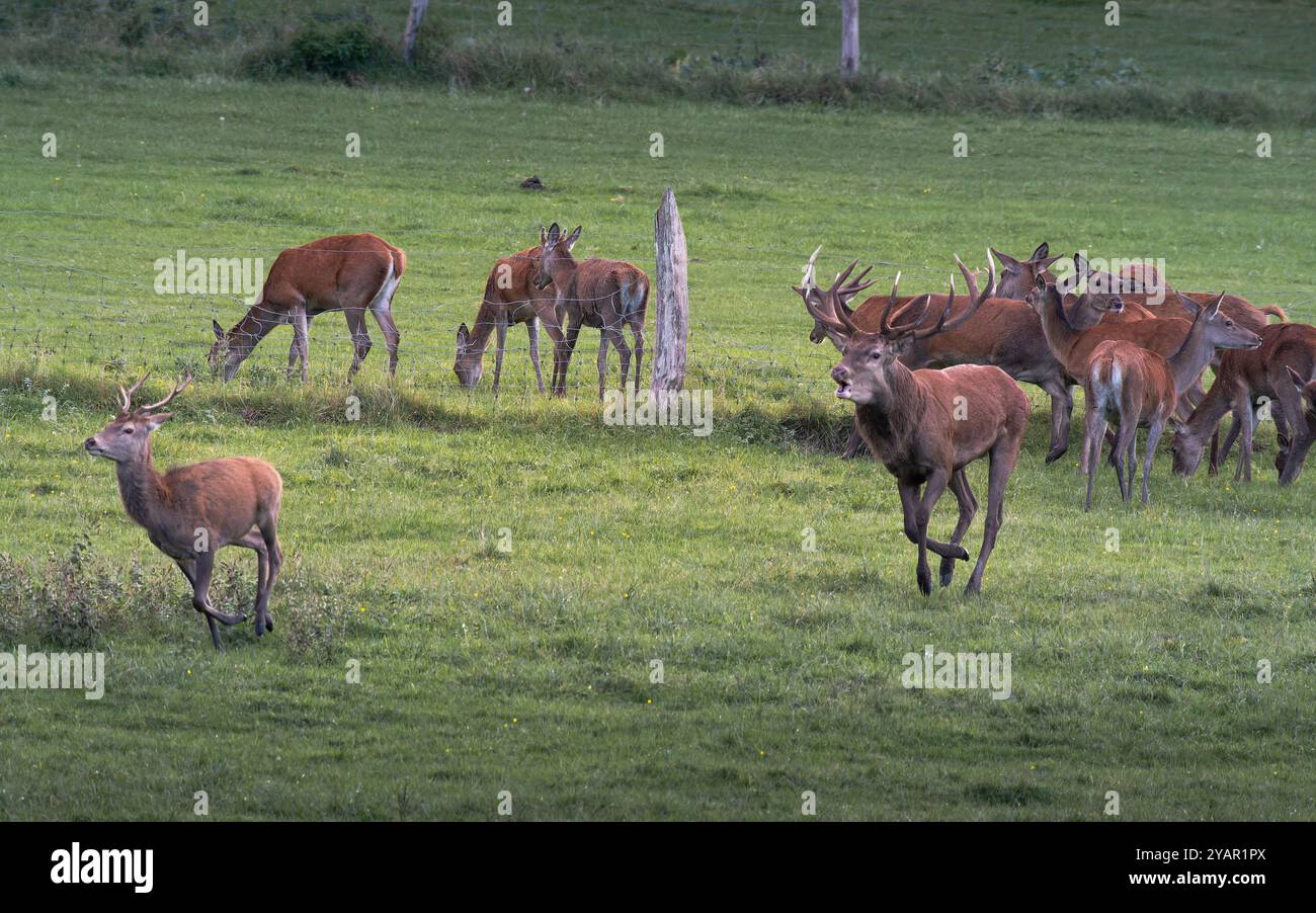 Fawns with green background hi-res stock photography and images - Alamy