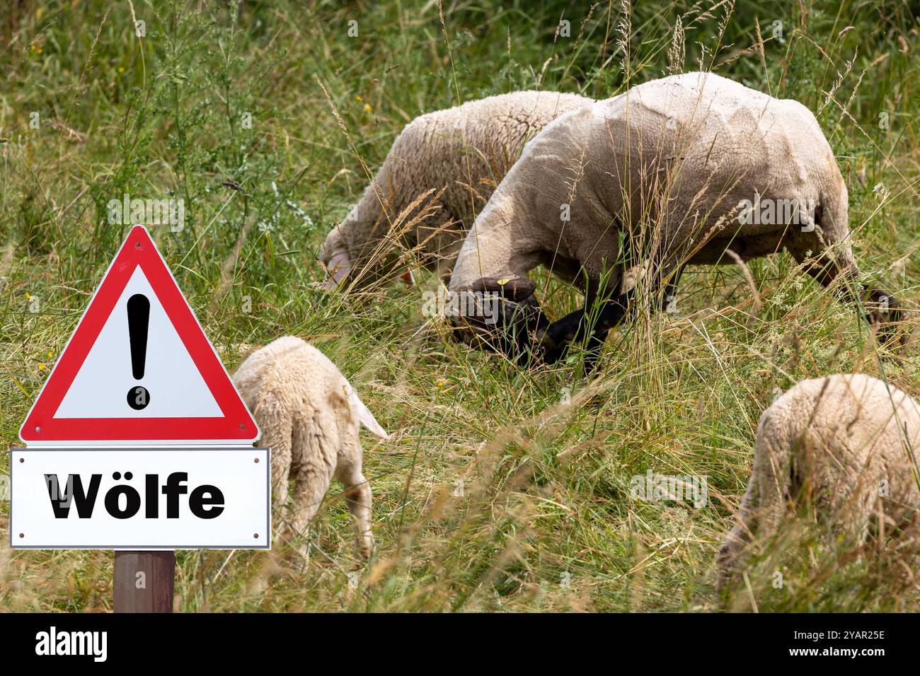 Warning sign Wolf in Germany Stock Photo - Alamy