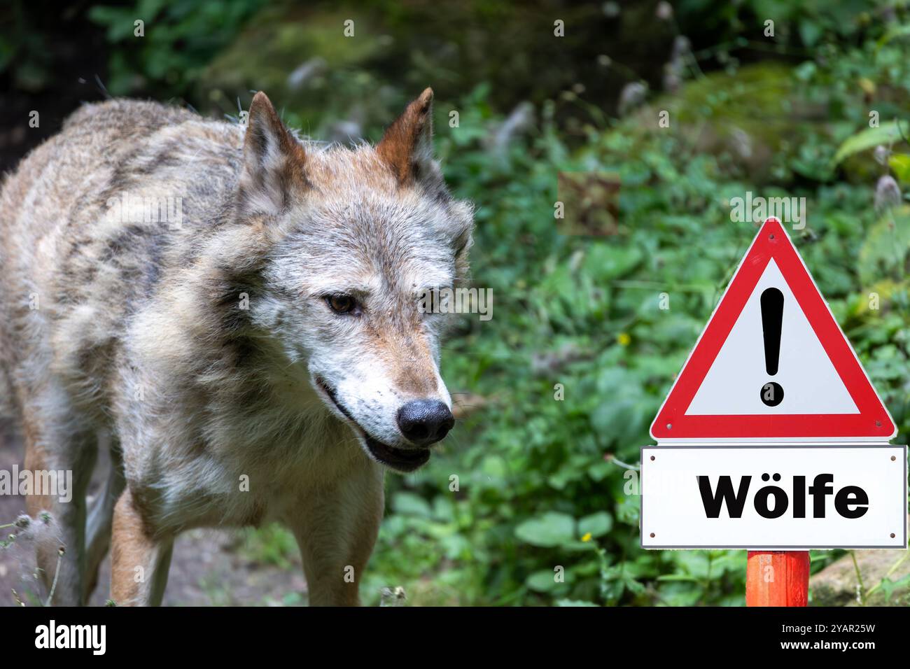 Warning sign Wolf in Germany Stock Photo - Alamy