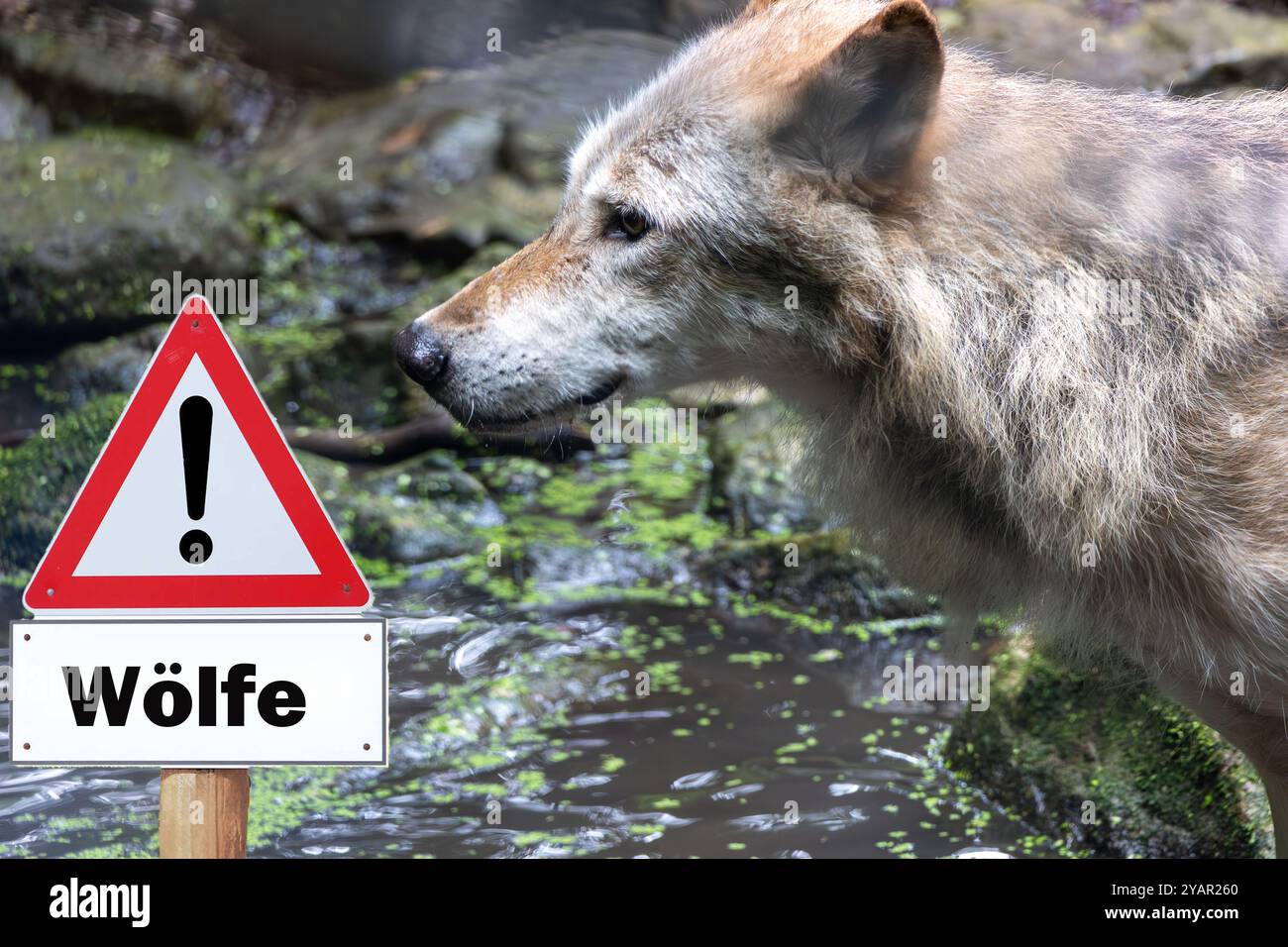 Warning sign Wolf in Germany Stock Photo - Alamy