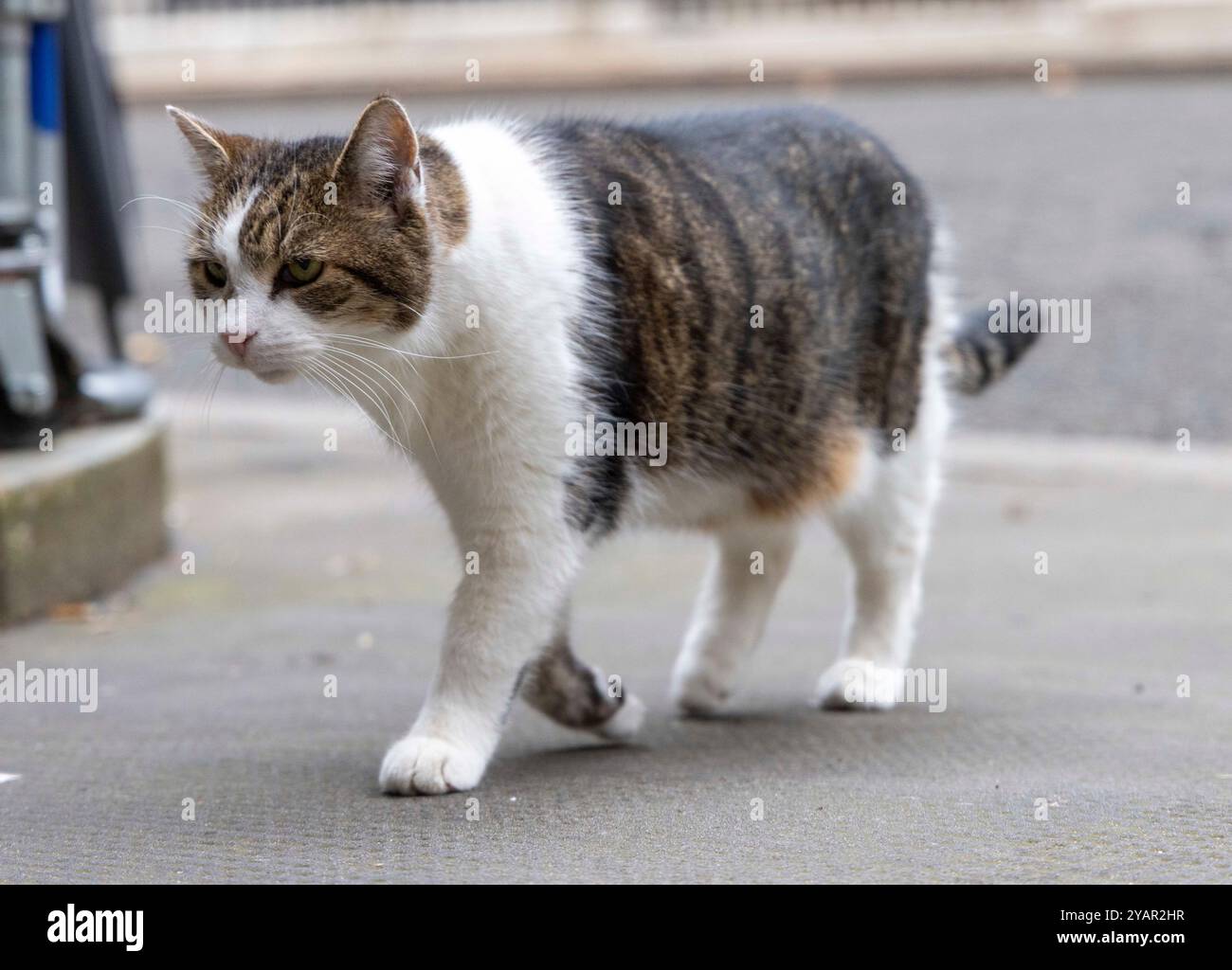 London, UK. 15th Oct, 2024. Larry the Cat and Chief Mouser at Number 10 ...