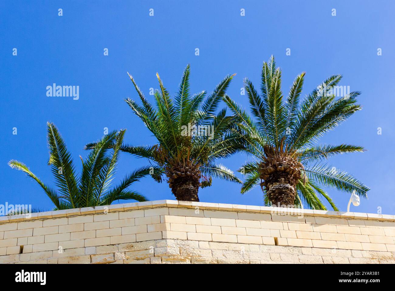 Palm tree travel sky tropical blue out hi-res stock photography and ...